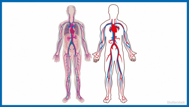 1,00,000 miles of blood vessels in the human body